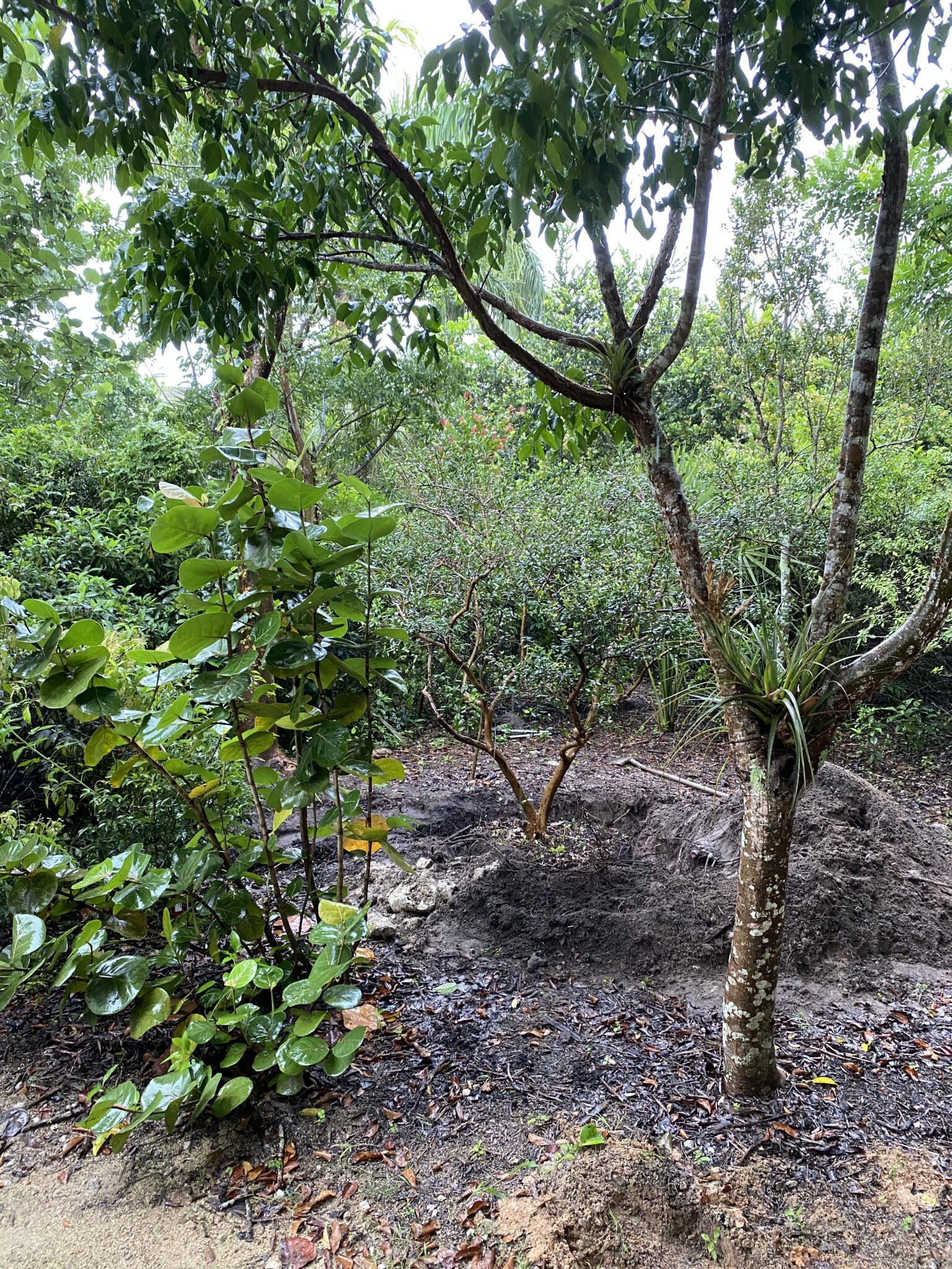A Native Tree of Many Names (and Roles) | Naples Botanical Garden