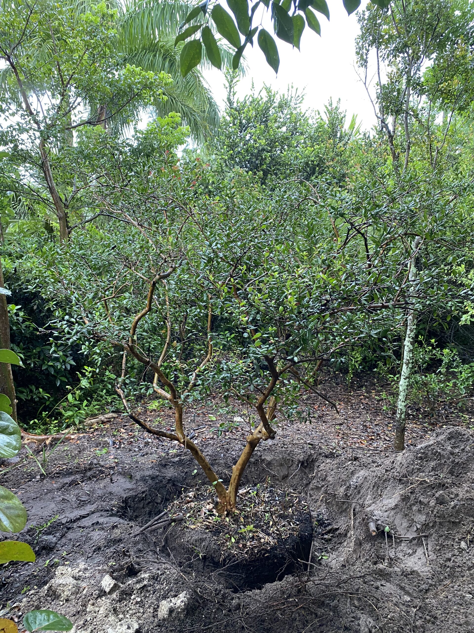 A Native Tree of Many Names (and Roles) | Naples Botanical Garden