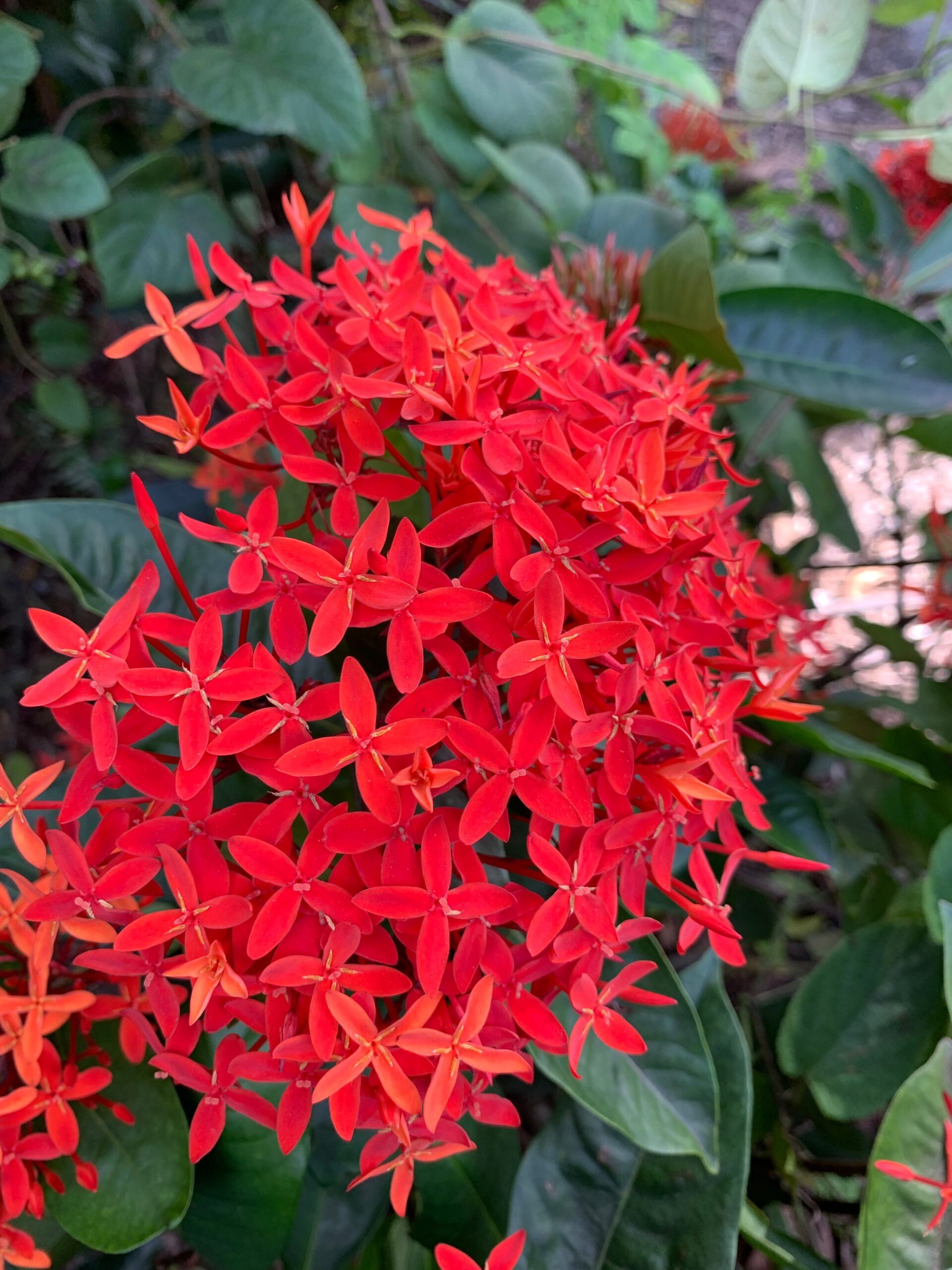 All about Ixoras | Naples Botanical Garden
