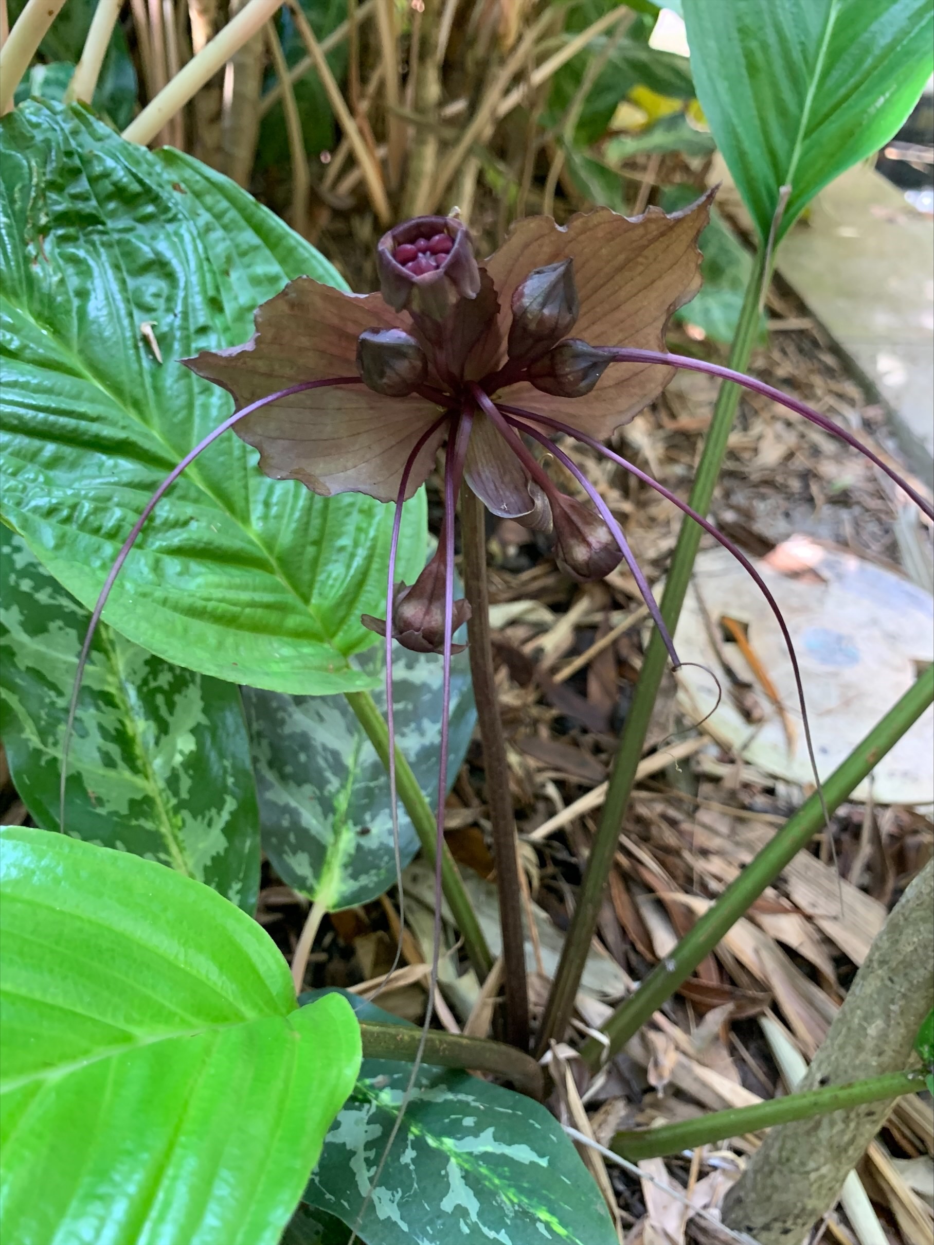 Spiky, Spiny, and just Plain Spooky Plants in the Garden | Naples ...