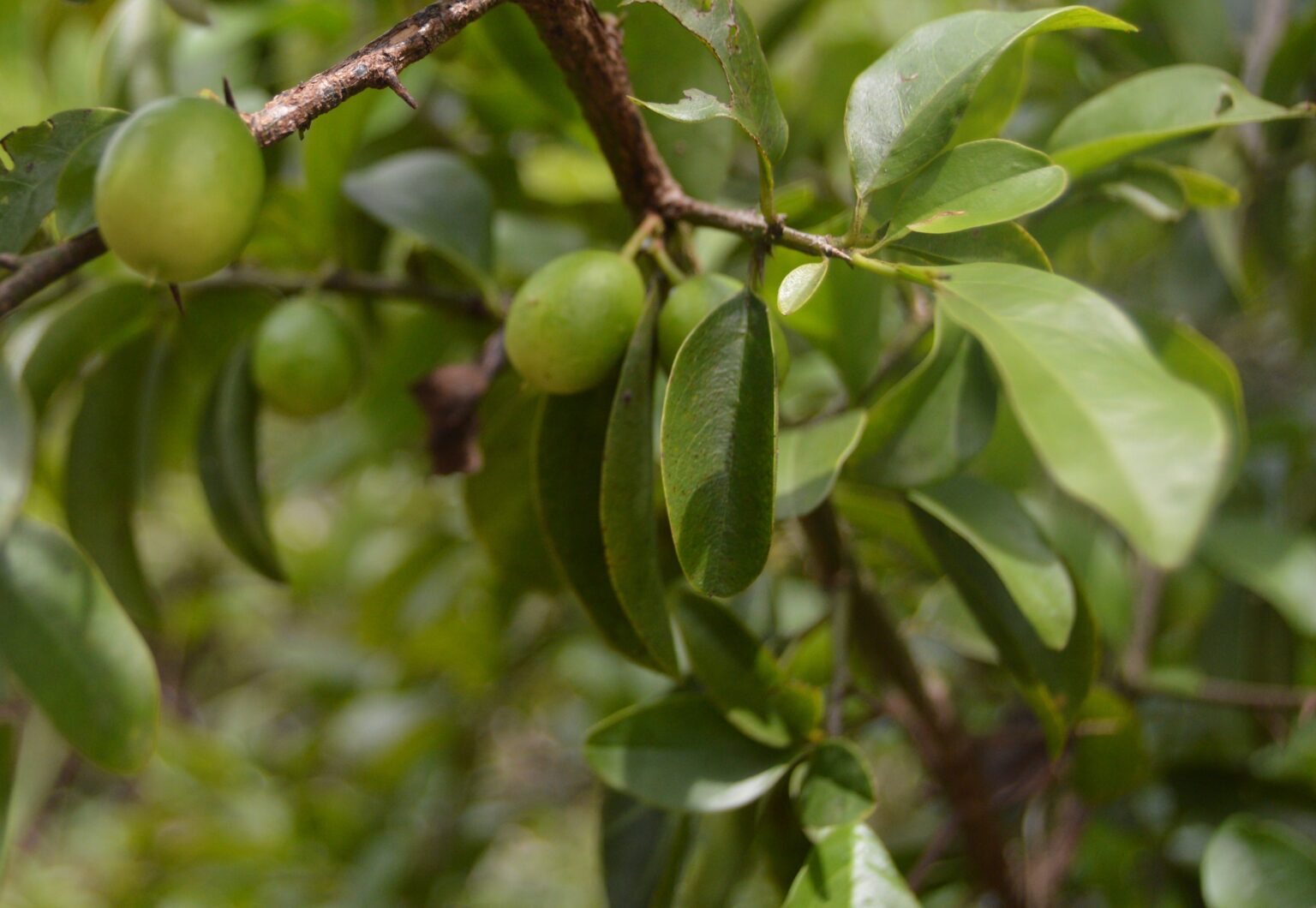 Connecting with Nature — and Ourselves | Naples Botanical Garden