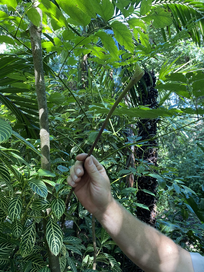 Spiky, Spiny, and just Plain Spooky Plants in the Garden | Naples ...
