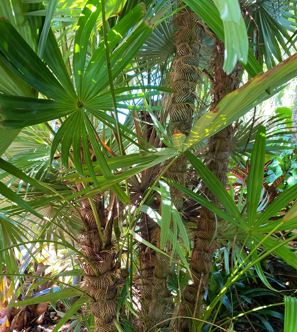 Spiky, Spiny, and just Plain Spooky Plants in the Garden | Naples ...
