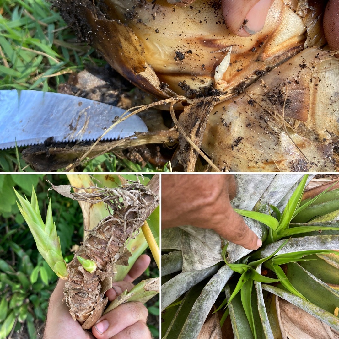 How to Divide your Bromeliads and Expand your Collection | Naples ...