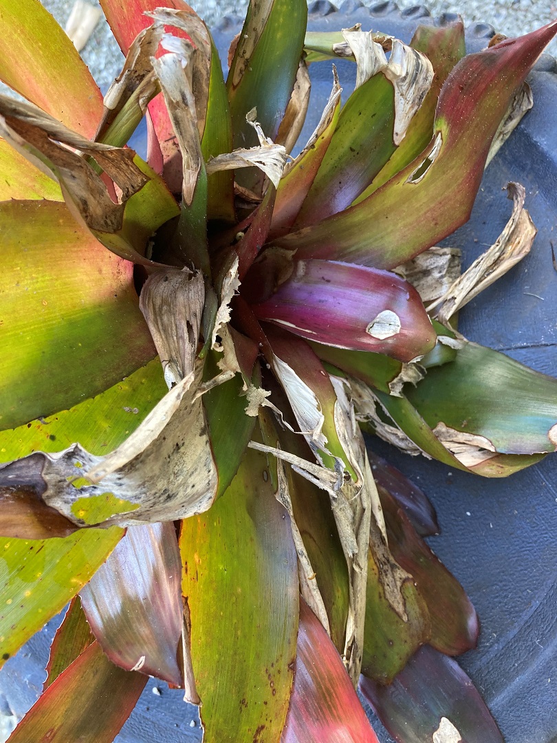 How to Divide your Bromeliads and Expand your Collection | Naples ...