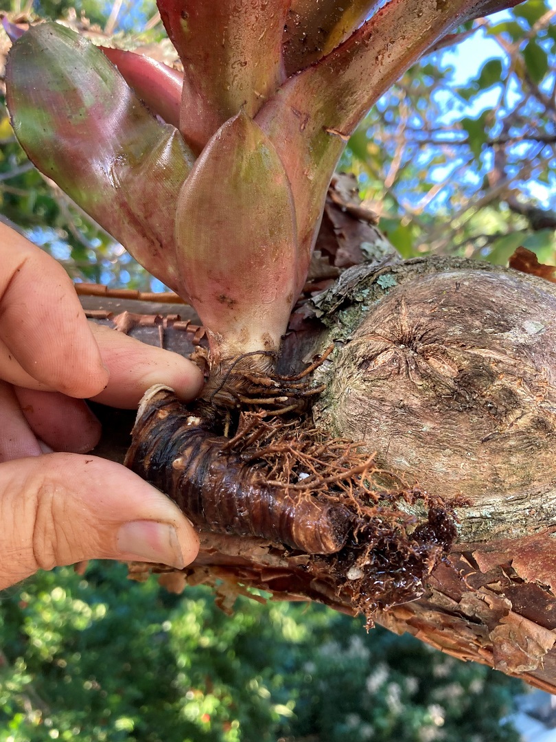 How to Divide your Bromeliads and Expand your Collection | Naples ...