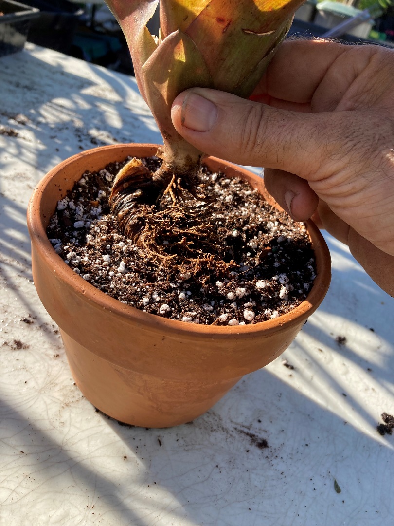 How to Divide your Bromeliads and Expand your Collection | Naples ...