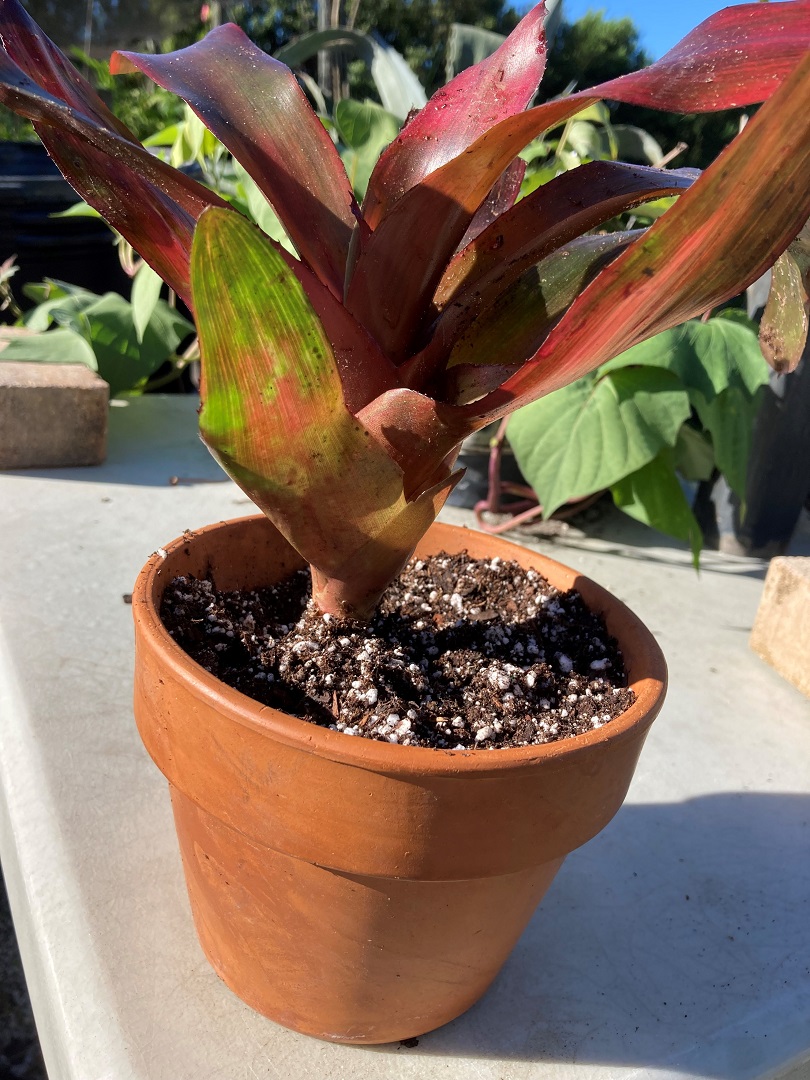 How to Divide your Bromeliads and Expand your Collection | Naples ...