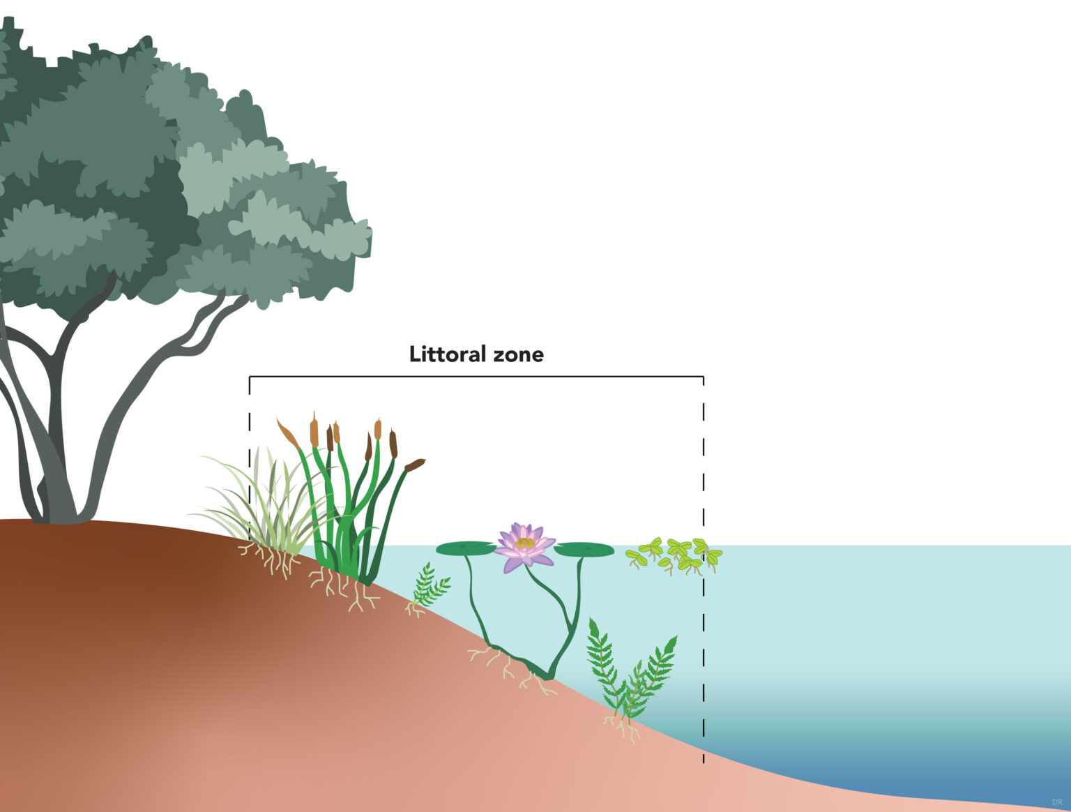 Littoral Zone Plants: Nature's Water-Cleaning Wonders | Naples ...