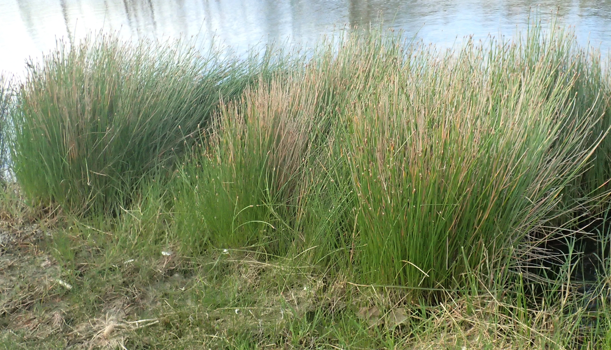 Littoral Zone Plants: Nature's Water-Cleaning Wonders | Naples ...