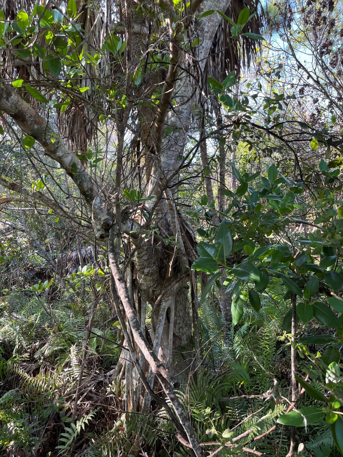 Strangler Figs: Not Always a Bad Wrap | Naples Botanical Garden