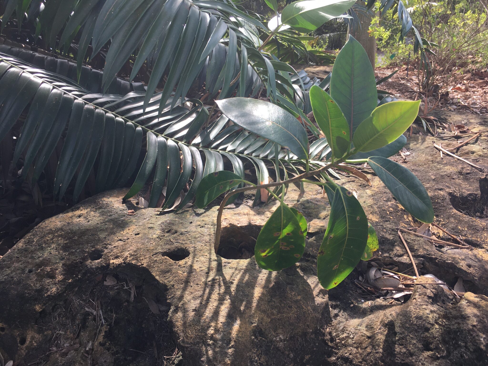 Strangler Figs: Not Always a Bad Wrap | Naples Botanical Garden