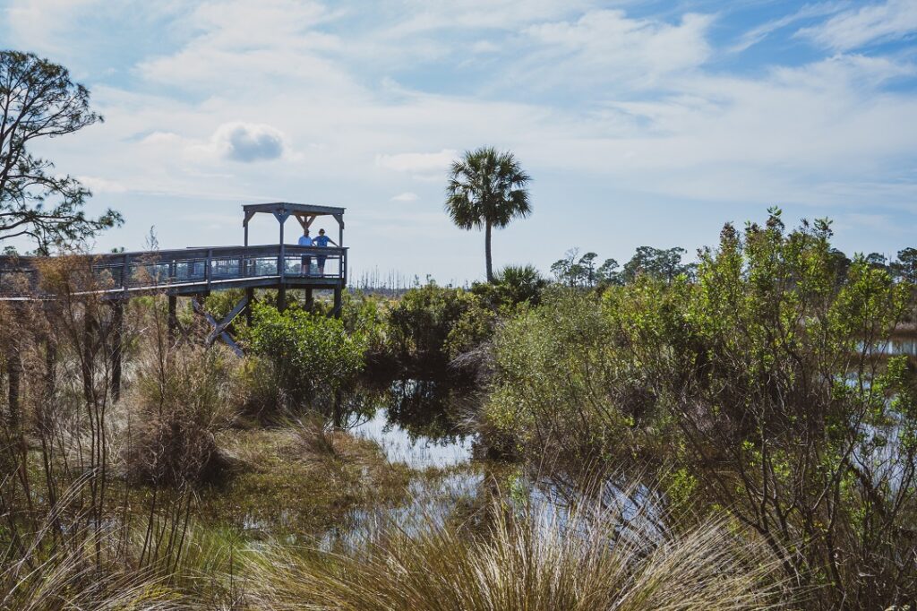 Most Wanted Invasive Species | Naples Botanical Garden