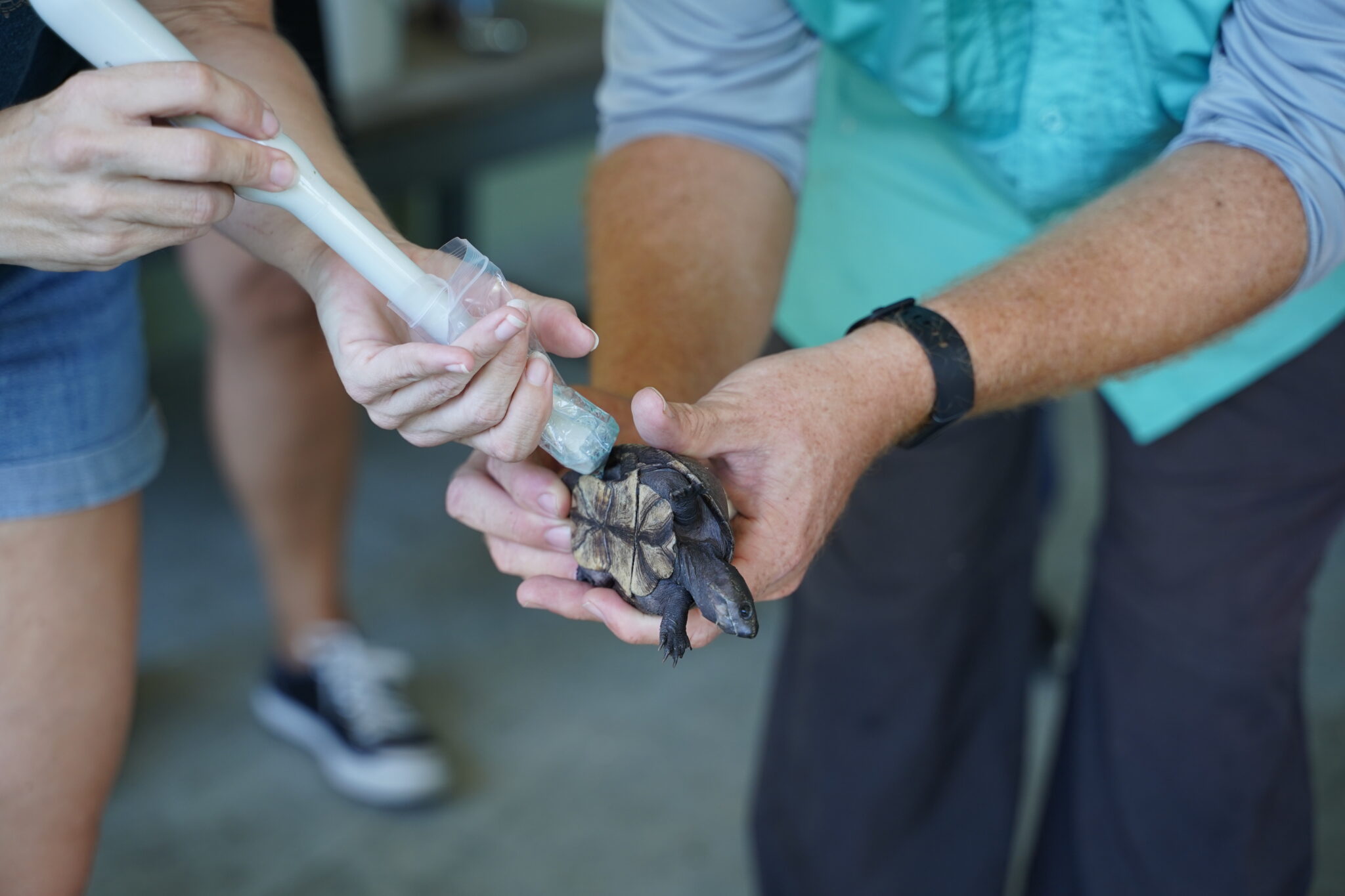 Poached Turtles Get Second Chance in the Garden | Naples Botanical Garden