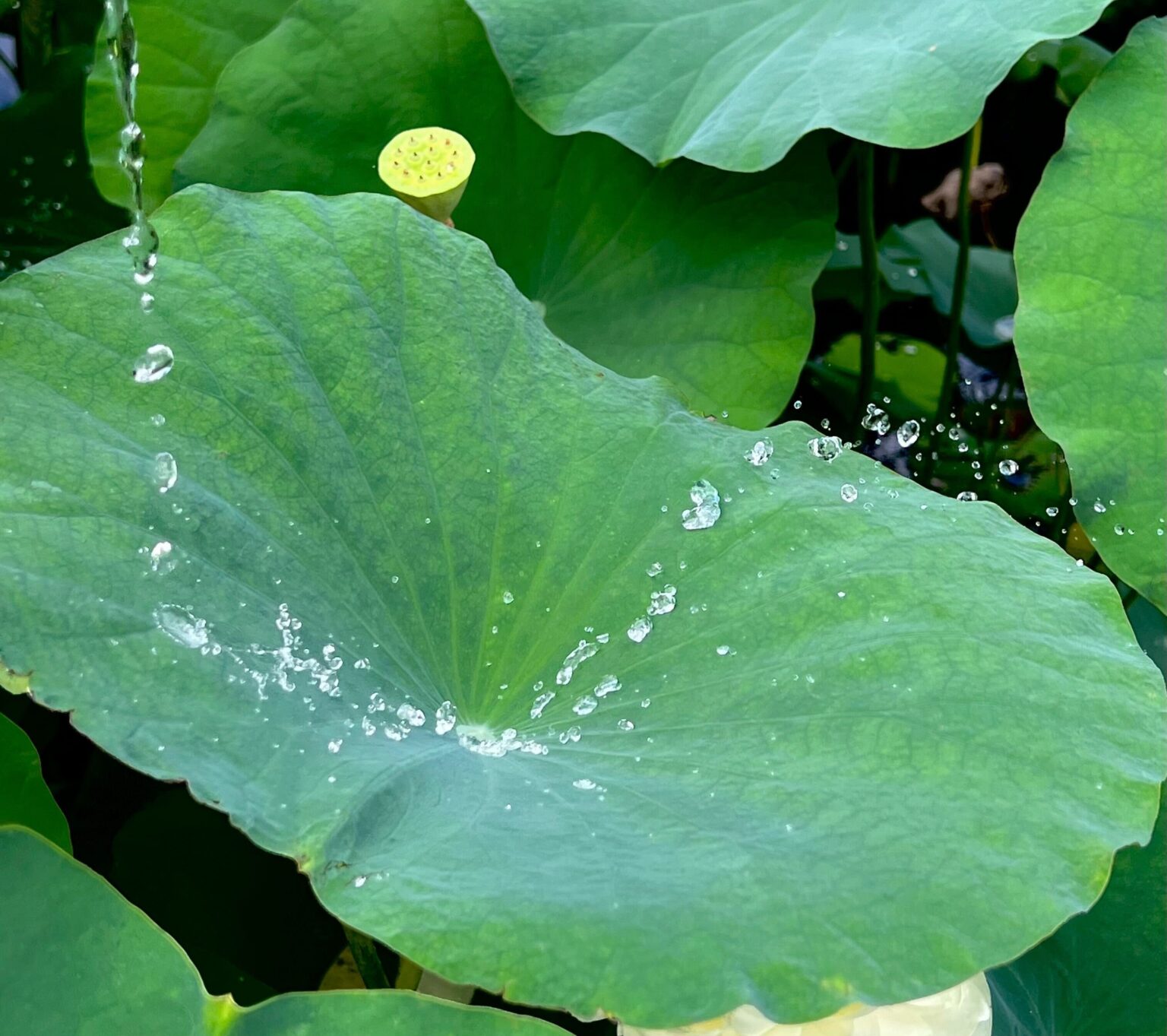 The Lotus Effect on Technology | Naples Botanical Garden