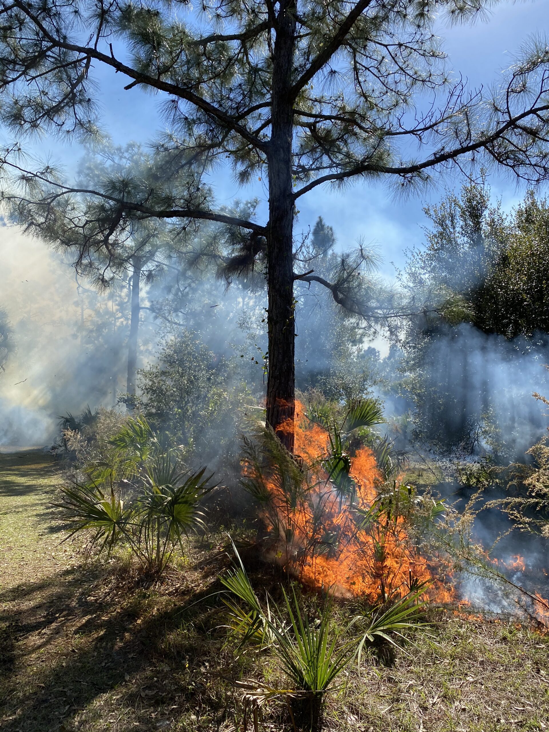 Igniting a Flame | Naples Botanical Garden