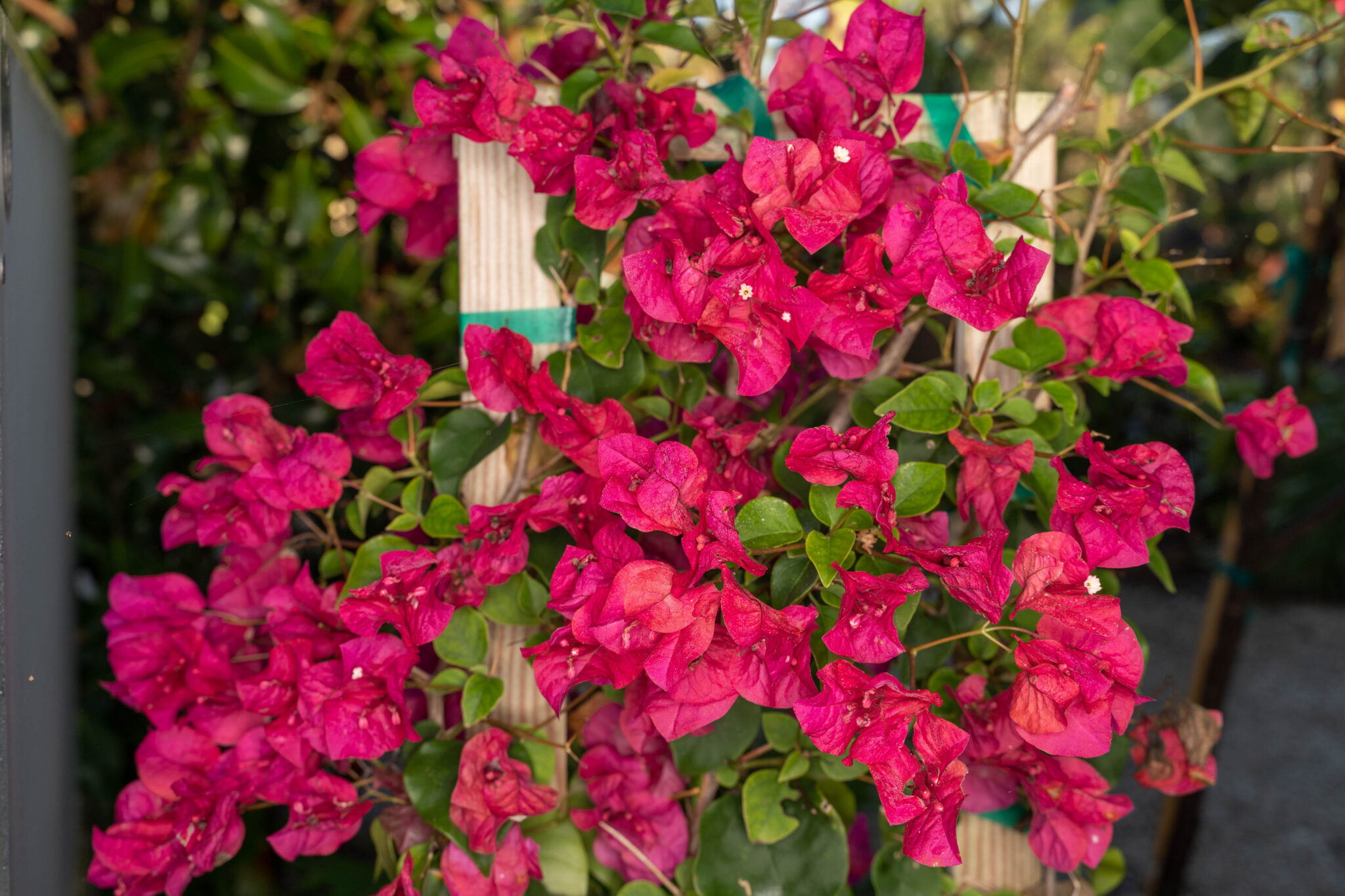 Telling Frida Kahlo's Story Through the Plants She Loved | Naples ...
