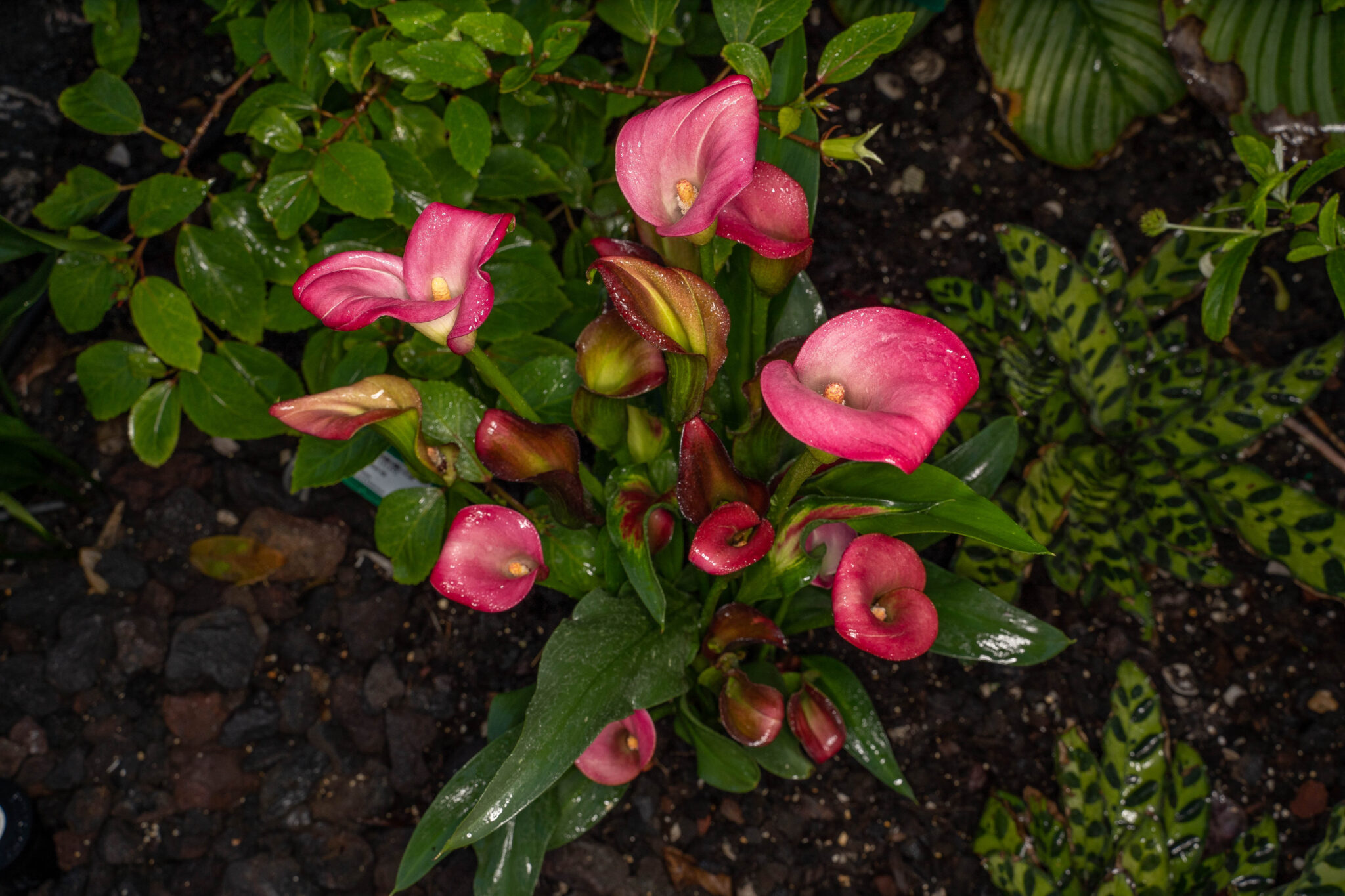Telling Frida Kahlo's Story Through the Plants She Loved | Naples ...