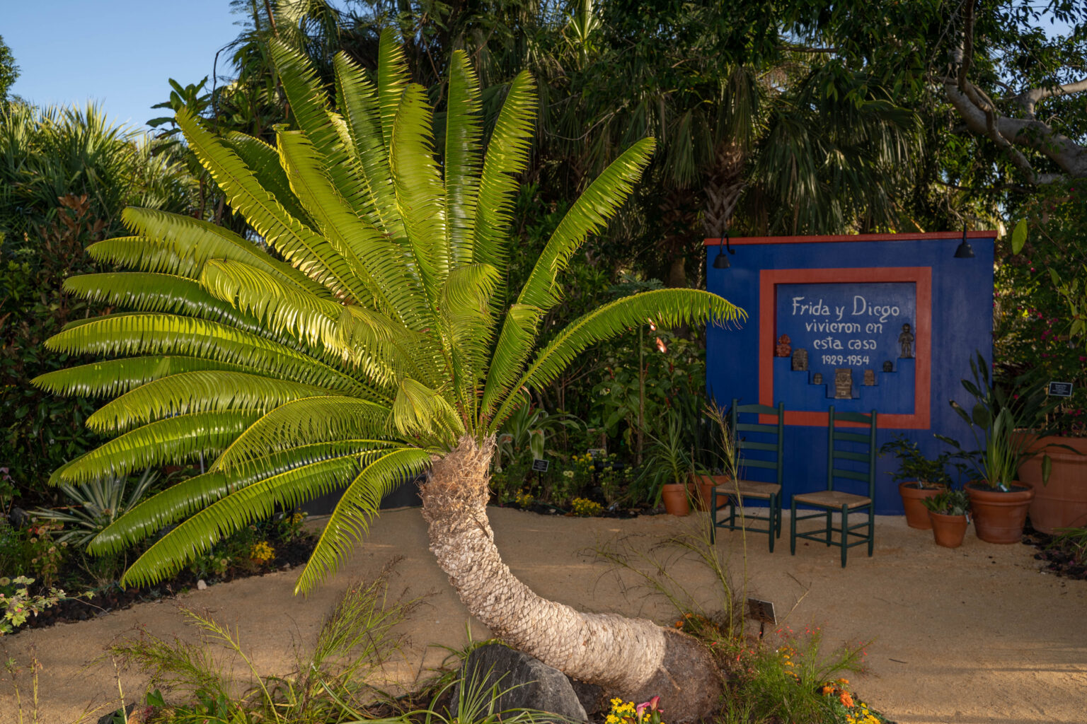 A Modern Obsession with a Prehistoric Plant | Naples Botanical Garden