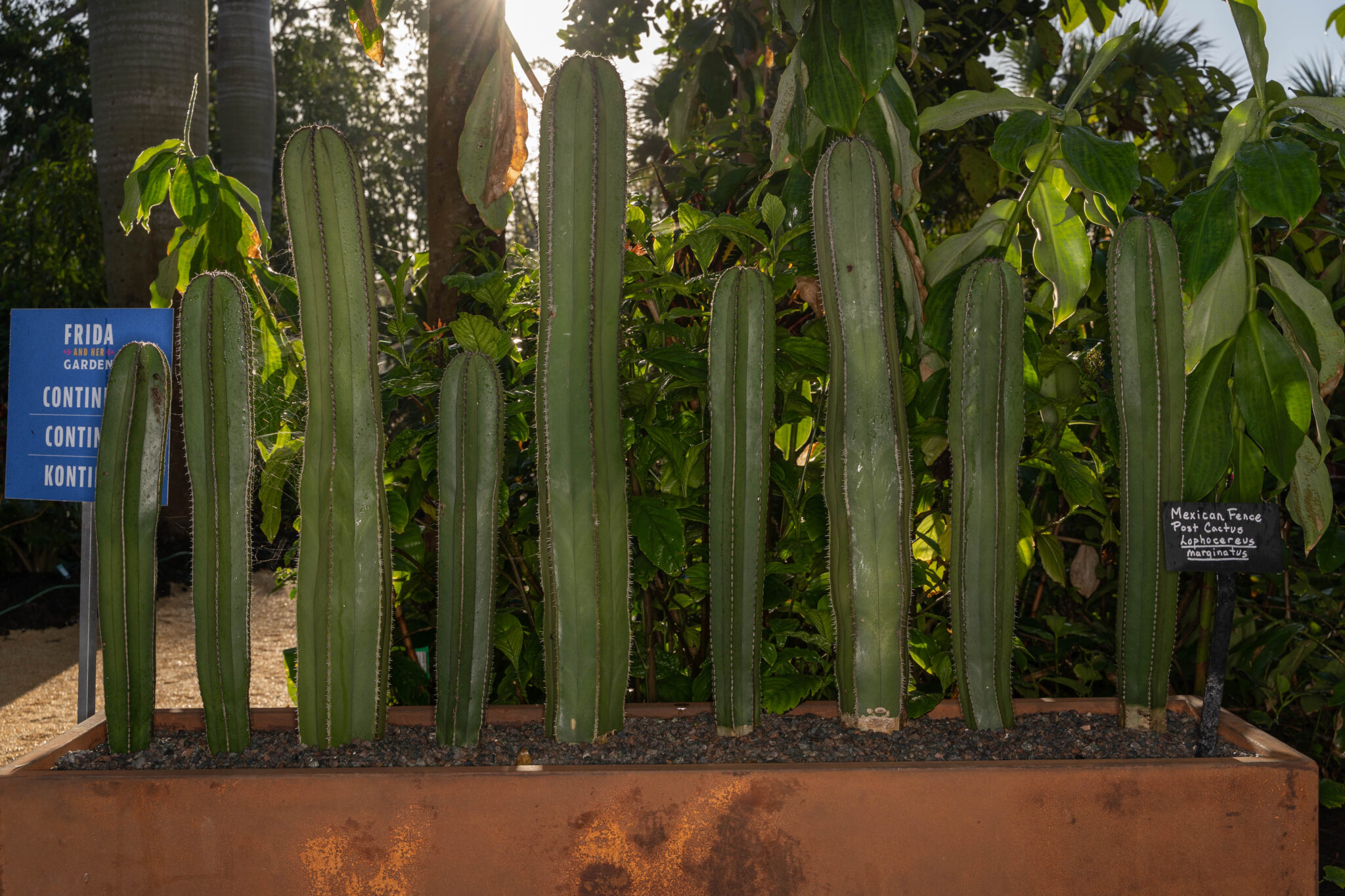 Telling Frida Kahlo's Story Through the Plants She Loved | Naples ...