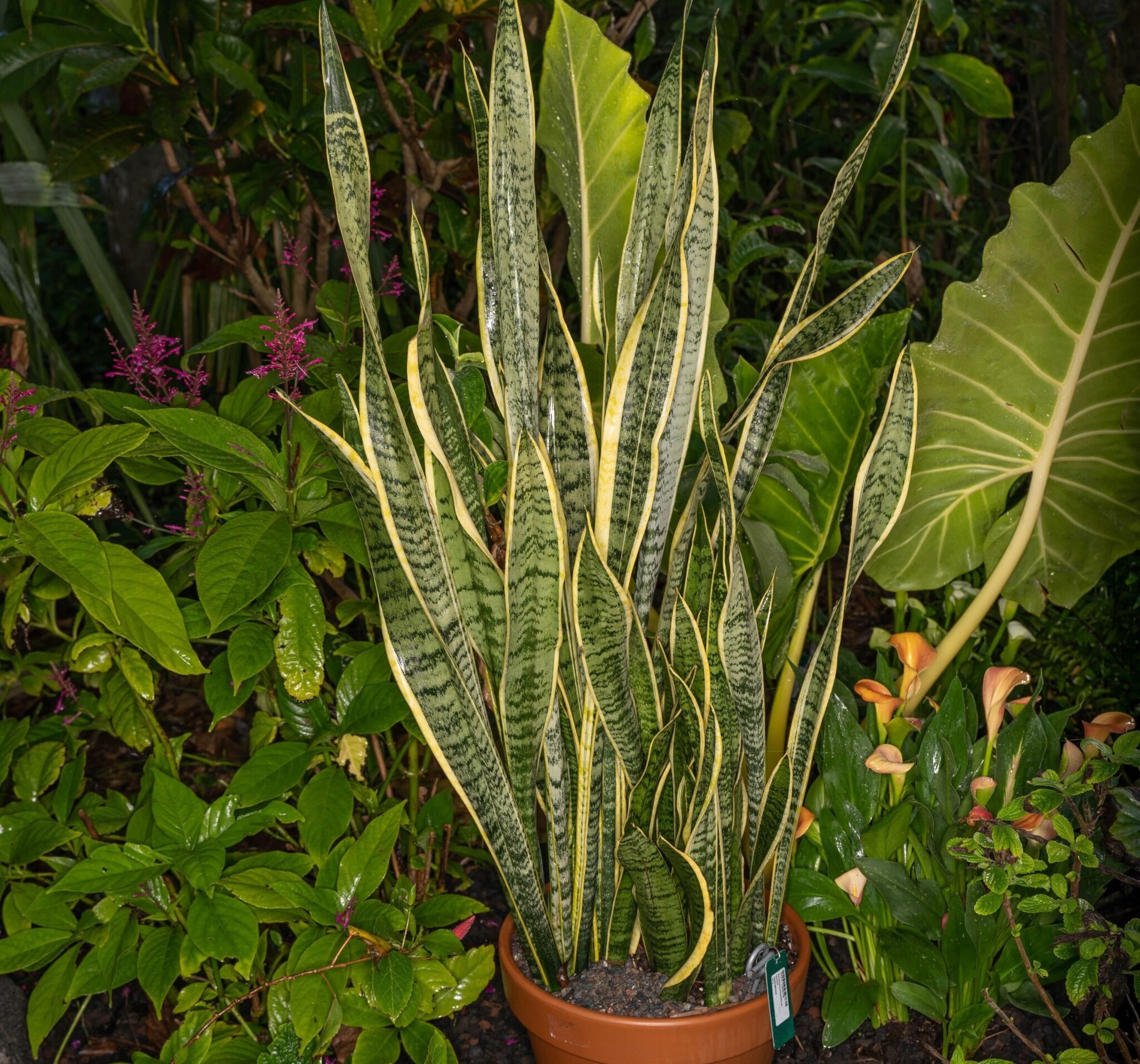 Telling Frida Kahlo's Story Through the Plants She Loved | Naples ...