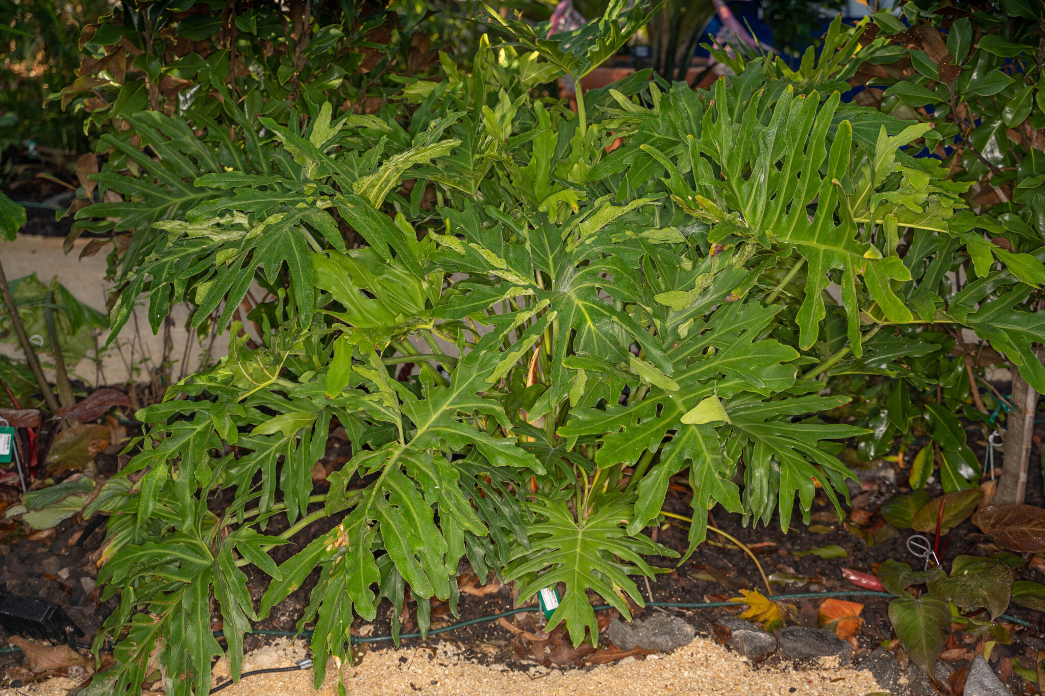 Telling Frida Kahlo's Story Through the Plants She Loved | Naples ...