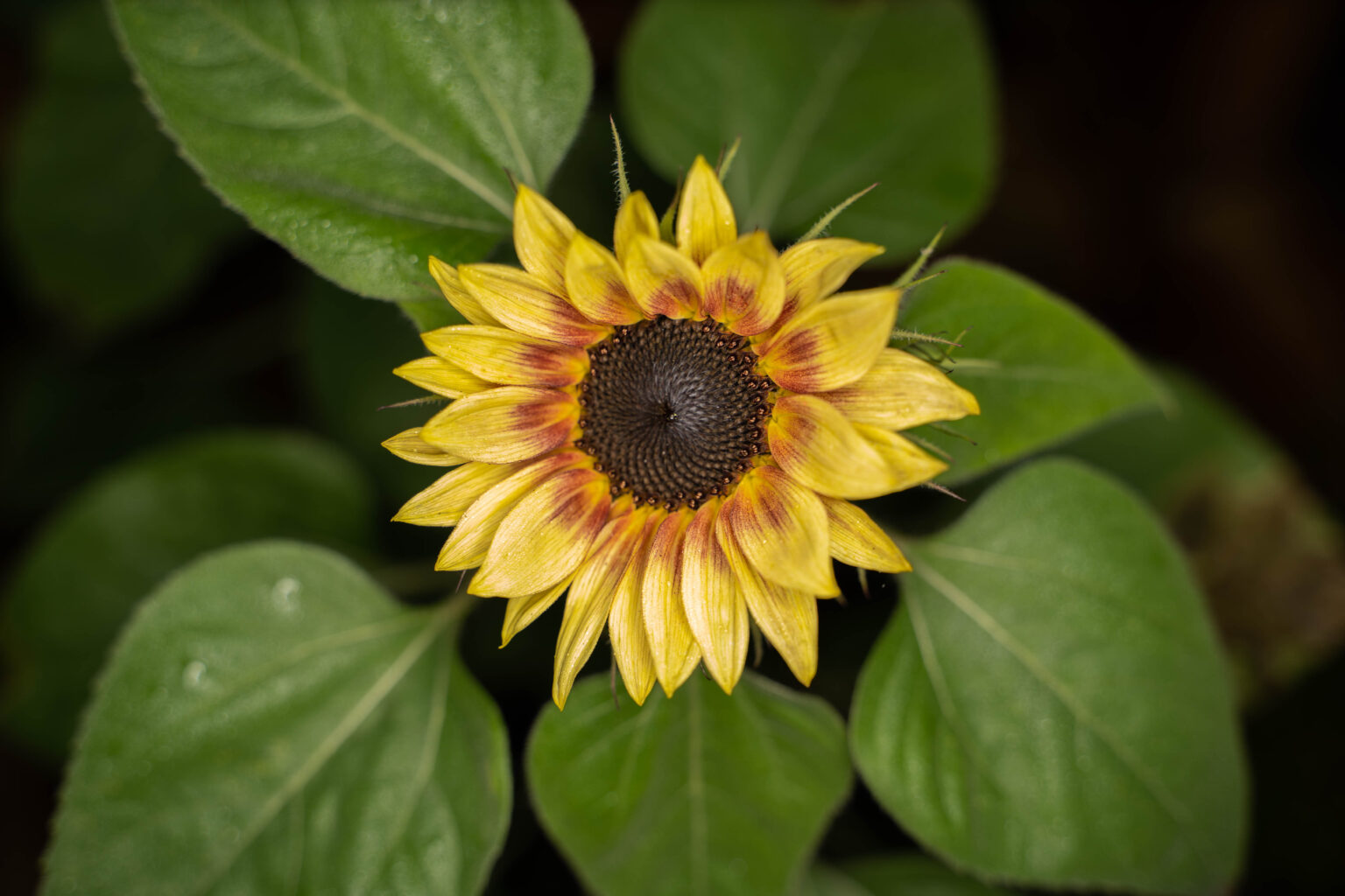 Telling Frida Kahlo's Story Through the Plants She Loved | Naples ...