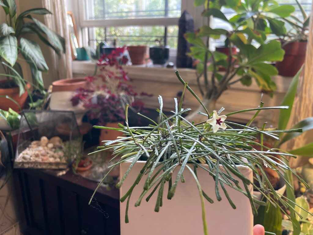 How to Start, Grow, and Care for a Hoya Collection | Naples Botanical ...