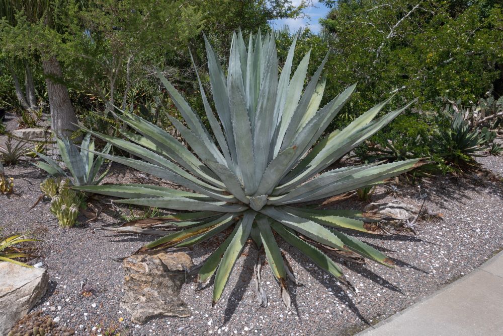 Agave: The First Spirit of the Americas | Naples Botanical Garden