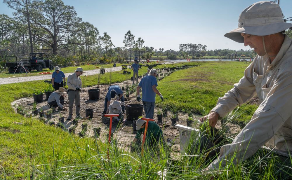 Discover the Garden’s Solution to Dirty Runoff Water: Plants! | Naples ...