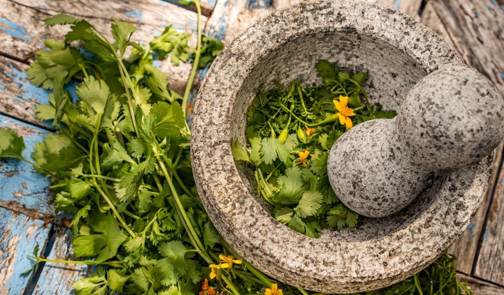 Tickle Your Taste Buds With These Mexican Herbs | Naples Botanical Garden