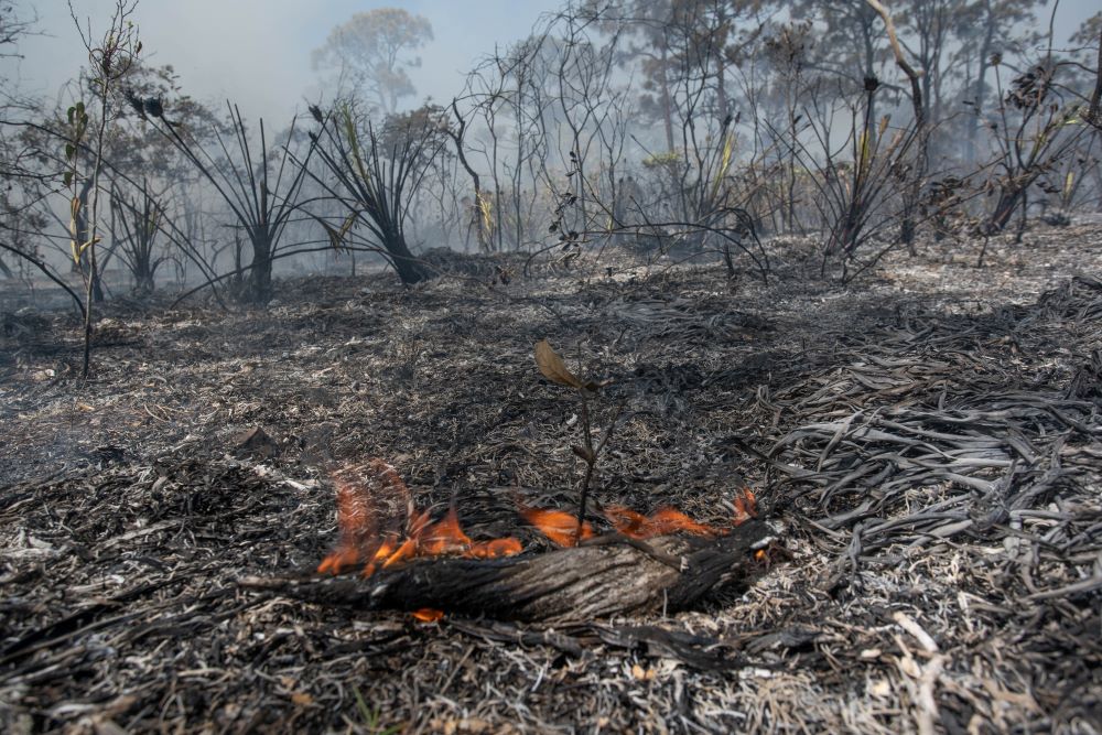 Documenting a Prescribed Burn | Naples Botanical Garden