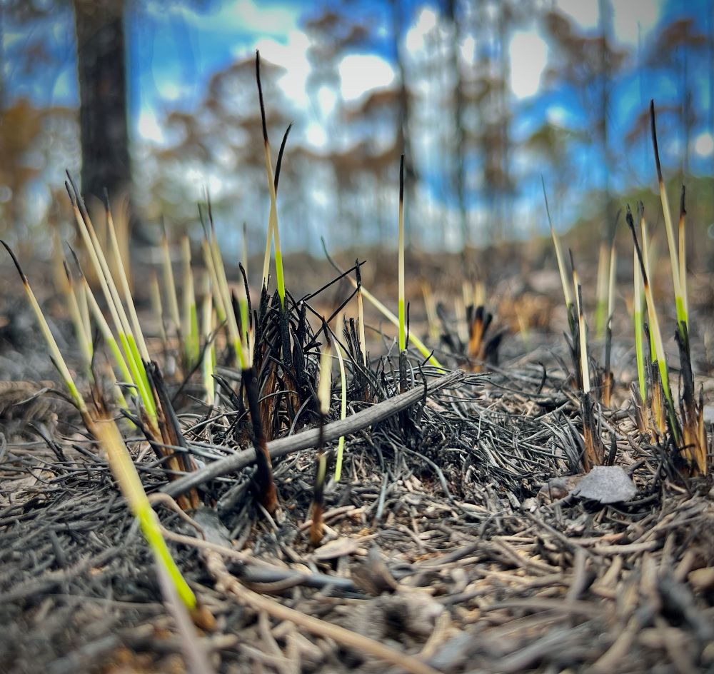 Documenting a Prescribed Burn | Naples Botanical Garden