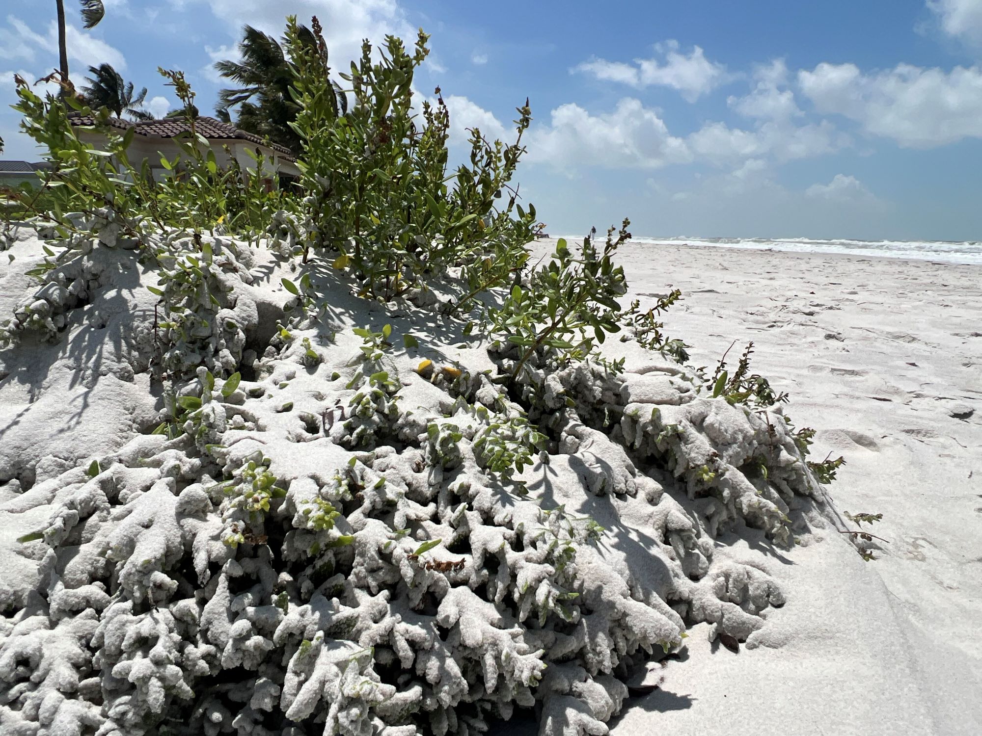 Beach Dune Restoration | Naples Botanical Garden