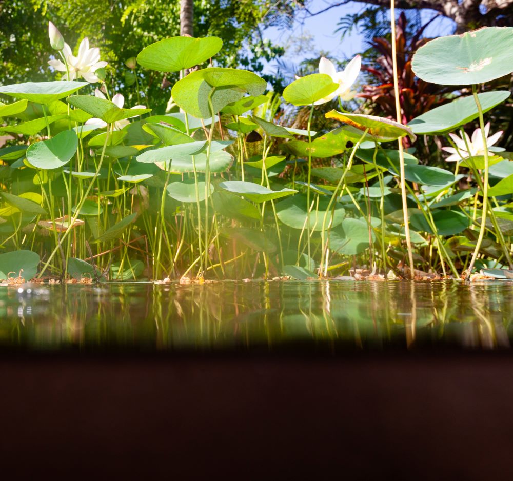 Waterlilies: Beauty, With Some Serious Ecosystem Brawn | Naples ...