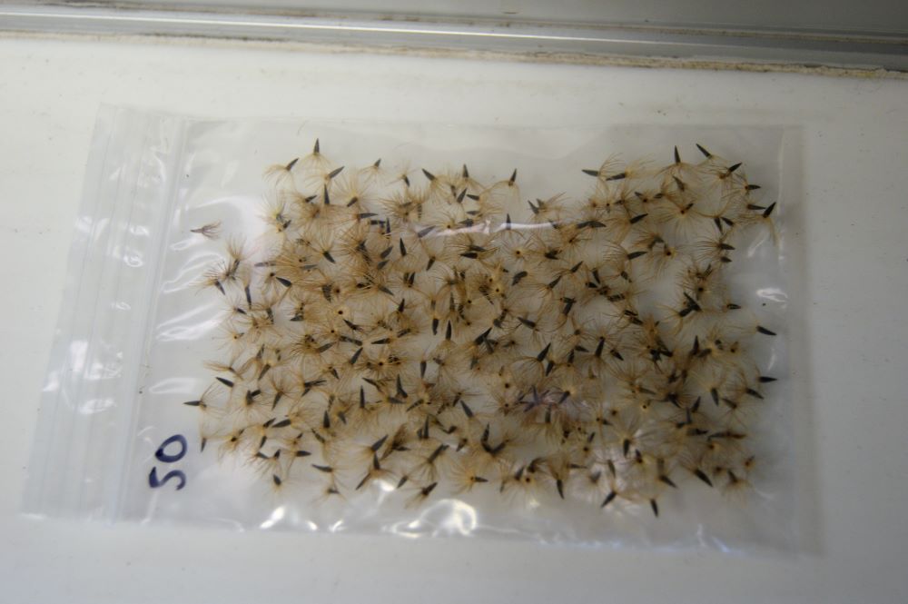 Hurricane Demonstrates Imperative to Conserve Plants Before They're ...