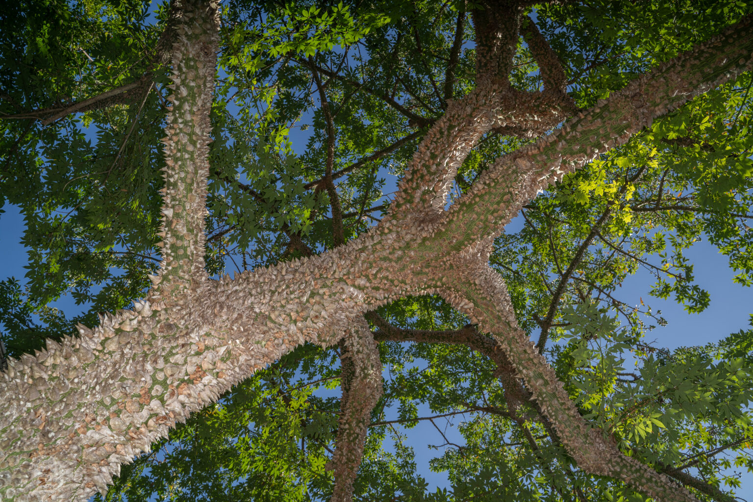 These Trees Offer Fall Color and a Hint of Halloween Macabre | Naples ...