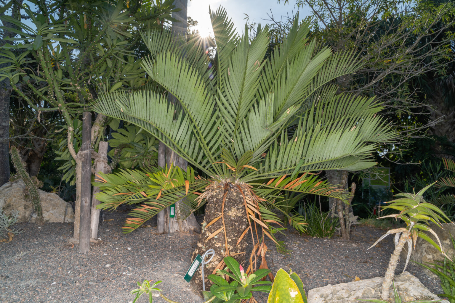 Straight Out of a Storybook: The Wild, Whimsical World of Succulents ...