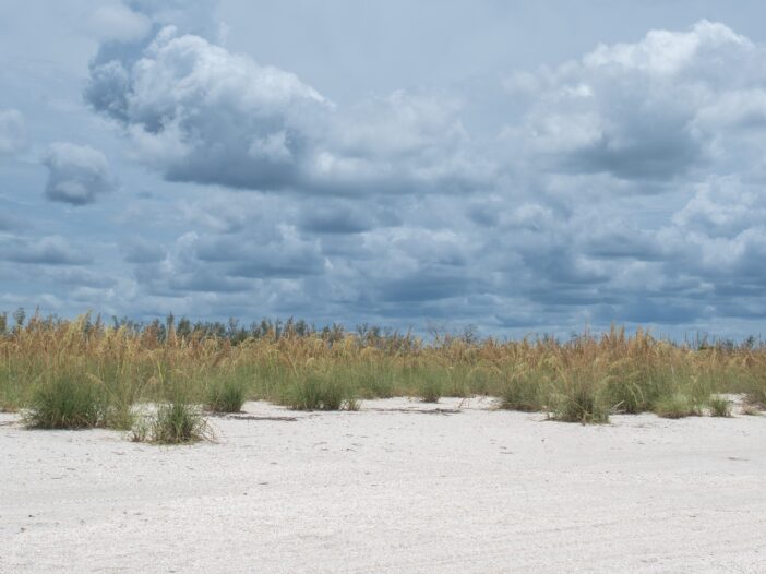 Rebuilding the Dunes, Protecting the Coast | Naples Botanical Garden