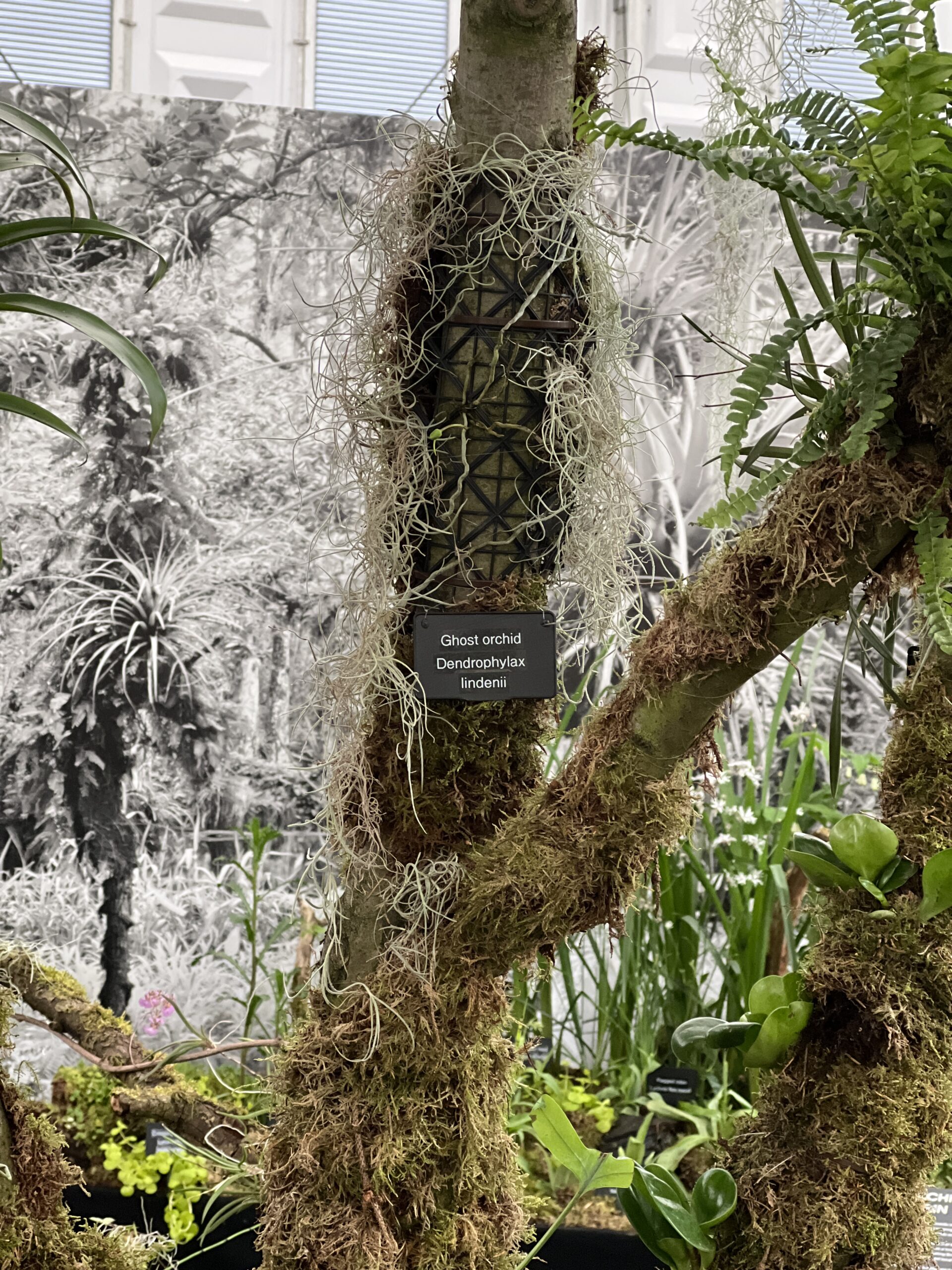 Florida ghost orchid captivates British press, public | Naples ...