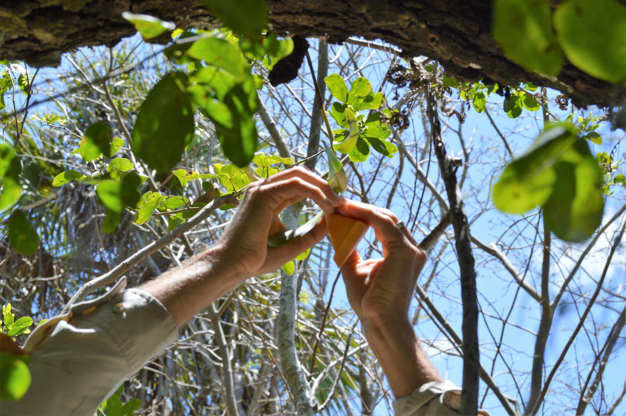 Seed Collecting & Conservation Horticulture | Naples Botanical Garden