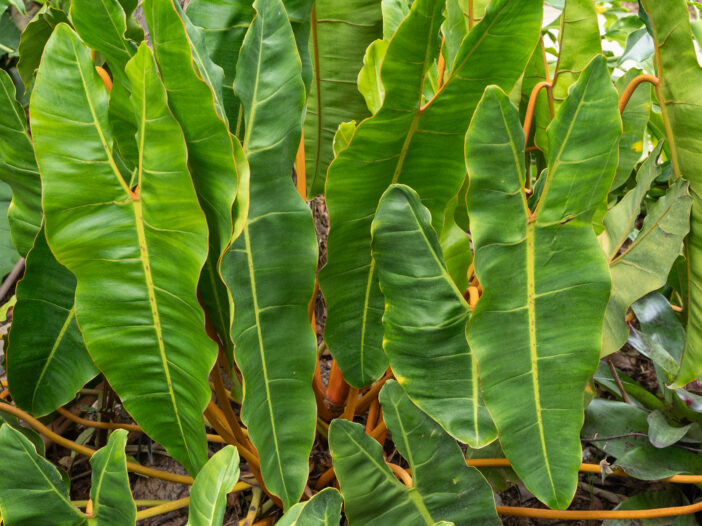 Alluring Aroids | Naples Botanical Garden