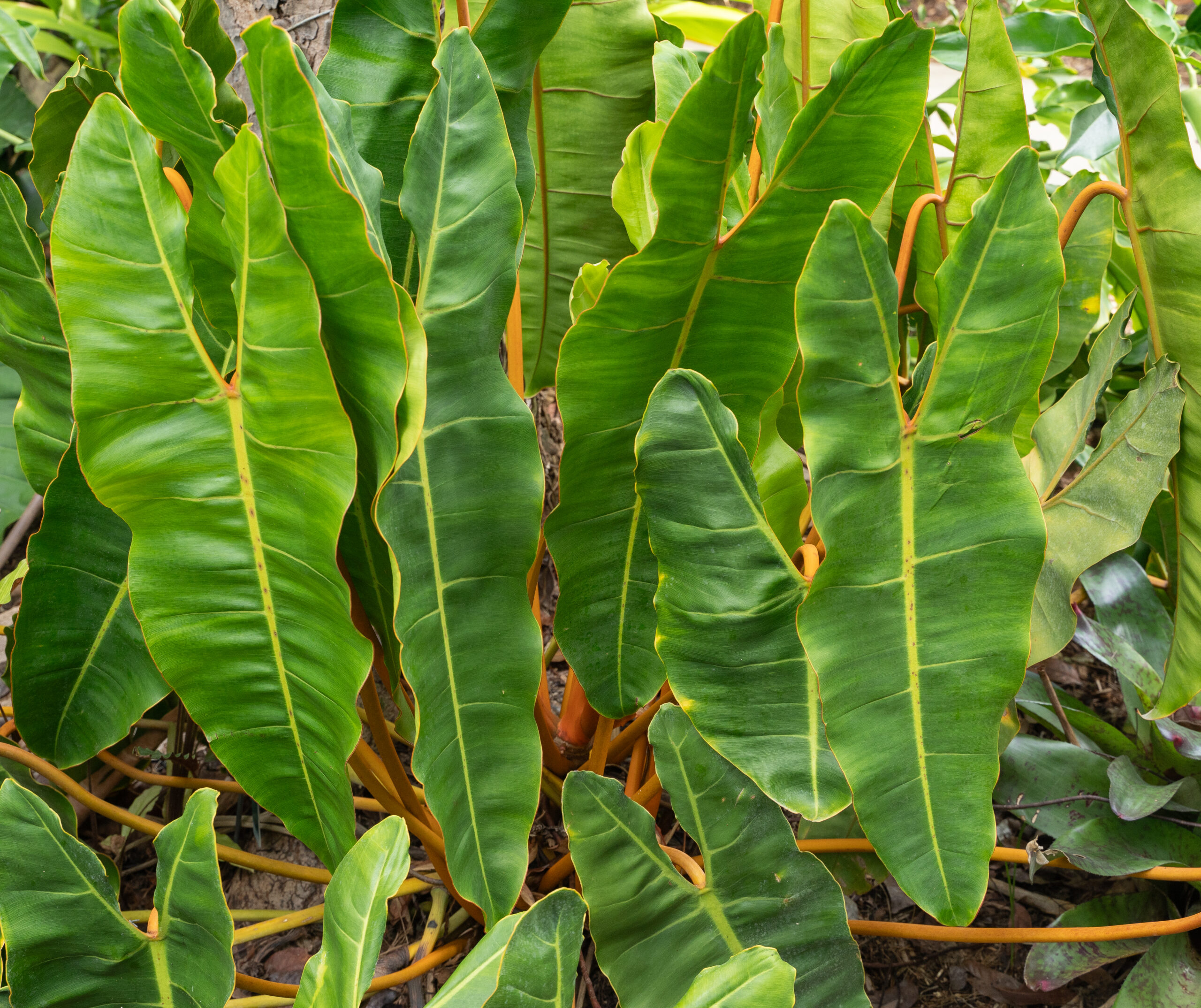Alluring Aroids | Naples Botanical Garden