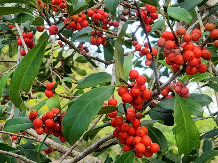 Christmas Made Jolly With Florida Native Holly | Naples Botanical Garden