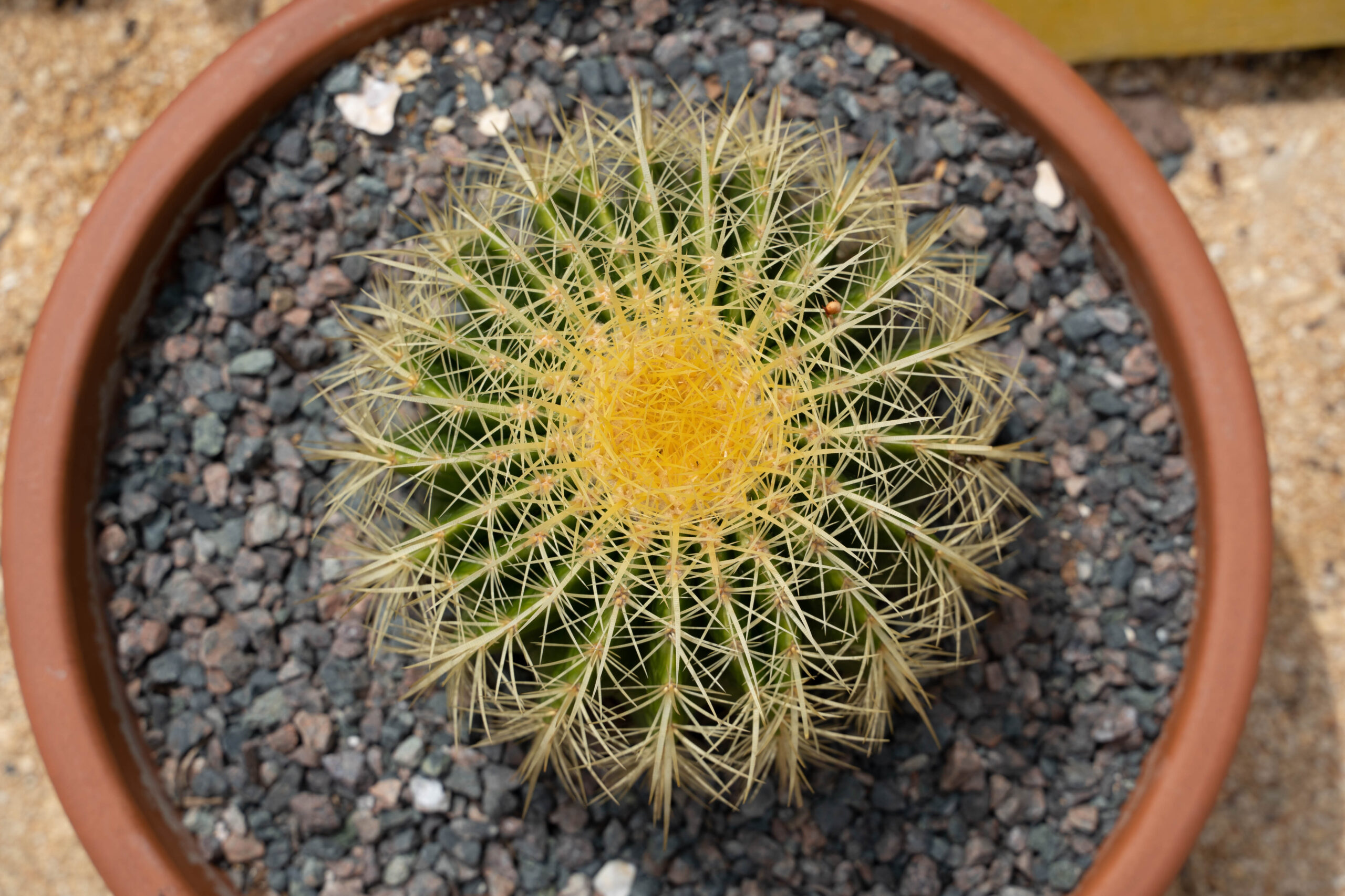 Foster Succulent Garden | Naples Botanical Garden