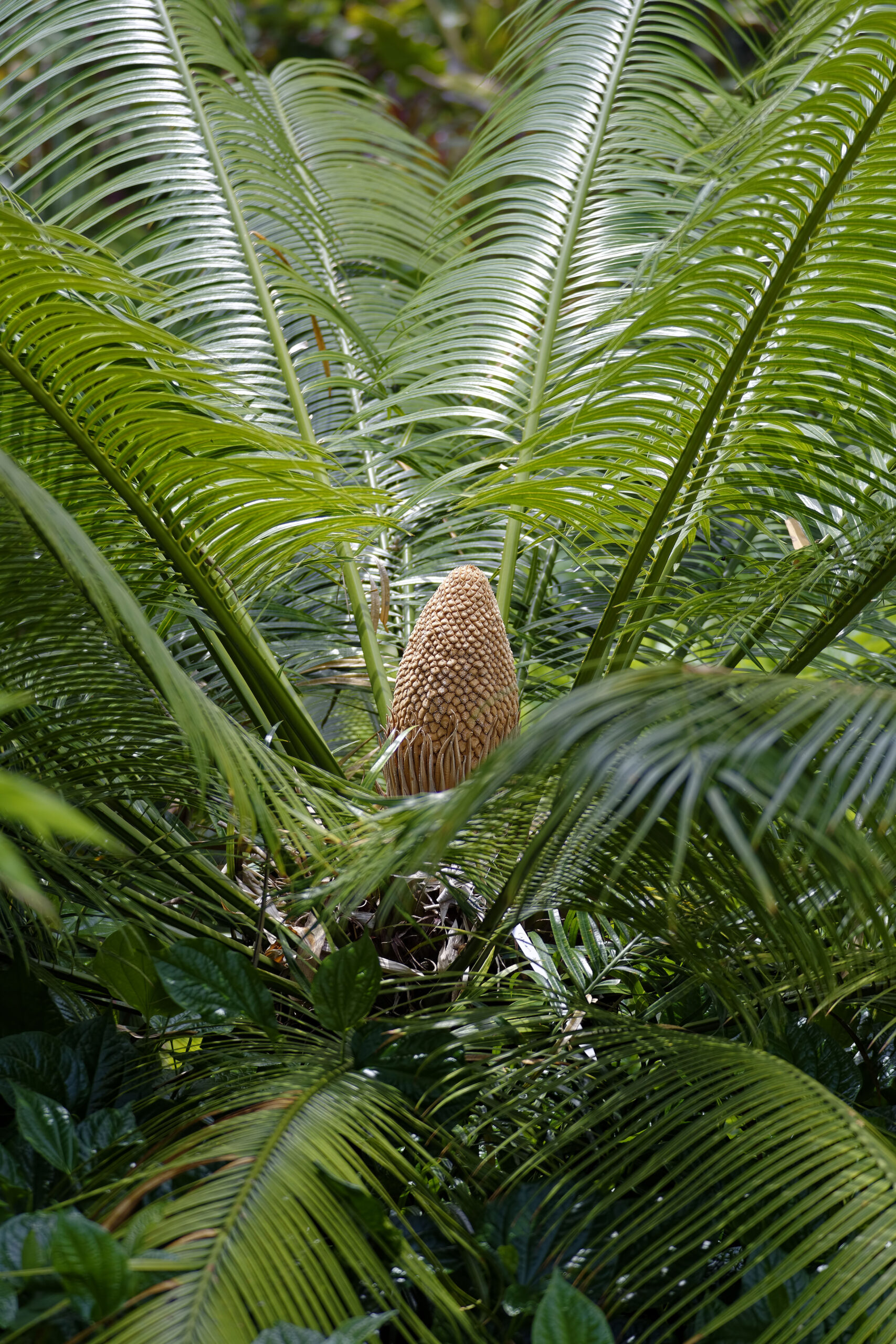 Cycads, Conifers, and Ferns | Naples Botanical Garden