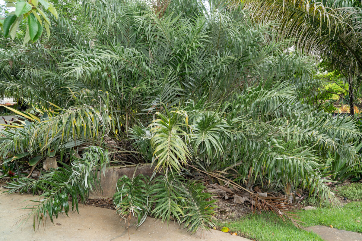 Beacon of the Tropics | Naples Botanical Garden