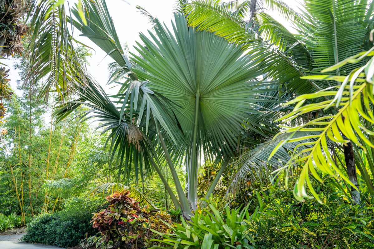 Beacon of the Tropics | Naples Botanical Garden