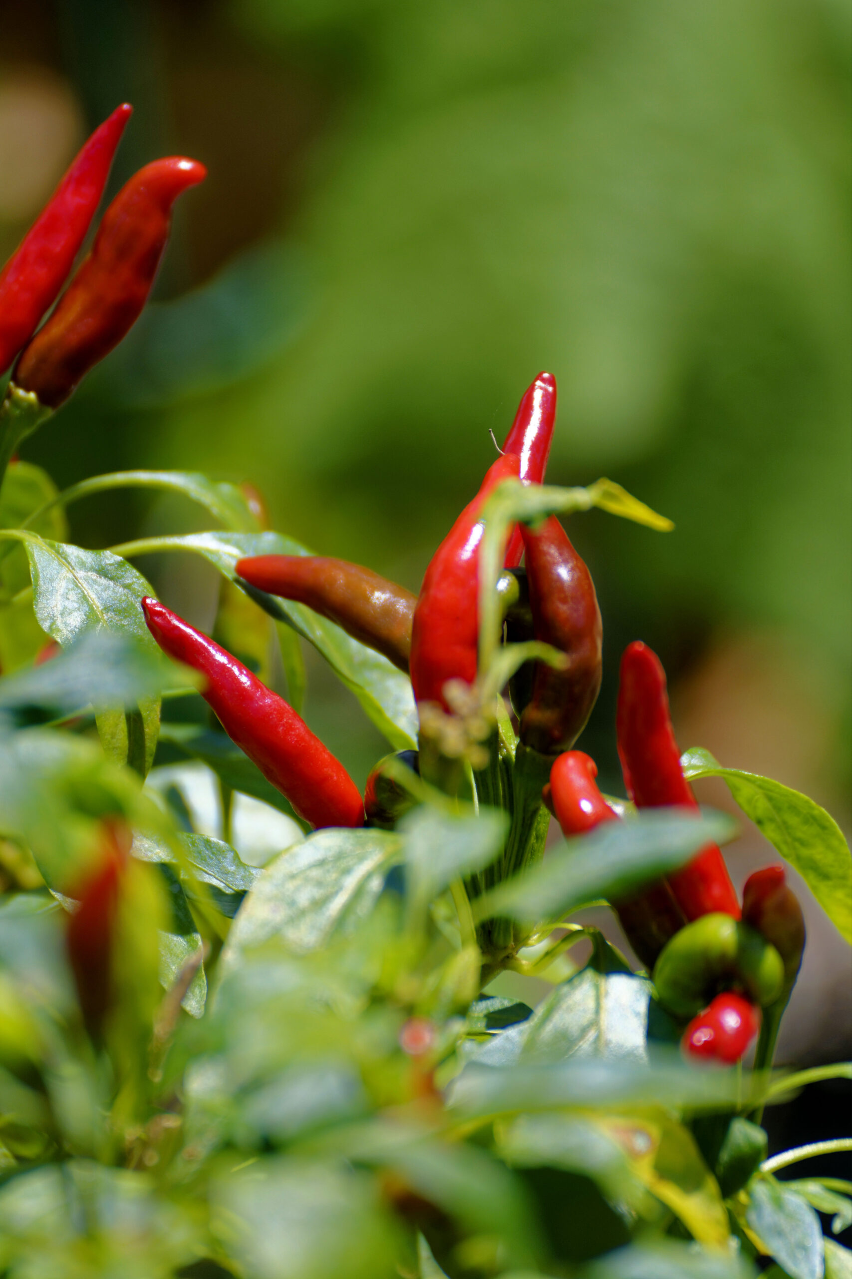 Pining for Peppers | Naples Botanical Garden