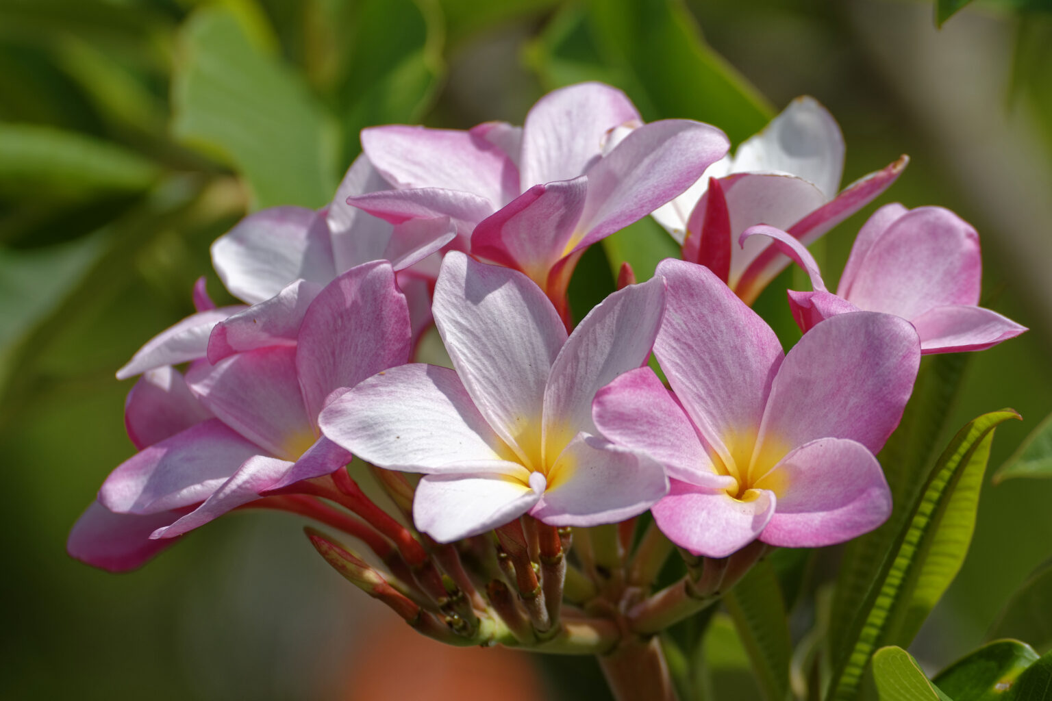 Flowering Trees | Naples Botanical Garden